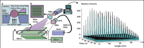 Fiber Optic Array Provides Real-Time Gel Analysis | Tech Pulse | Jan ...