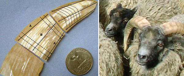 Sheep Horns Reveal Diet | Tech Pulse | May 2007 | Photonics Spectra