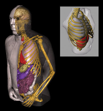 Virtual patient model monitors organ movement in real time | Jul 2007 ...