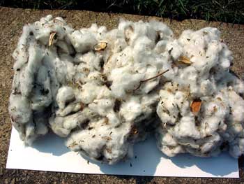 Tracking Cotton Trash via Fluorescence | Features | Aug 2007 ...