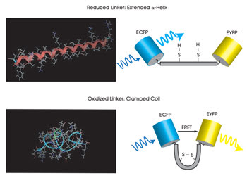 Genetically encoded FRET biosensors offer insight into disease ...