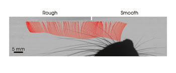 High-speed imaging of whiskers | Apr 2008 | Photonics Spectra