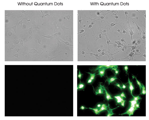 Live-cell imaging with quantum dots made from nontoxic materials | Jul ...