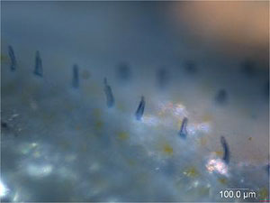 Blind Fish Inspire New Sensor | News & Features | Mar 2009 | Photonics ...