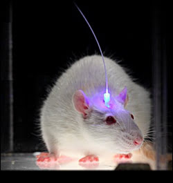 Light Workout: Optogenetics Stimulates Mouse Muscles | Research ...
