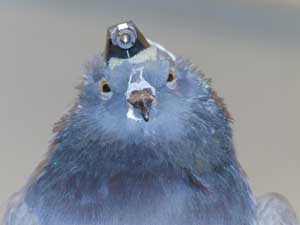 Bird’s-eye view used to craft autopilot technology | BioScan | Sep 2011 ...