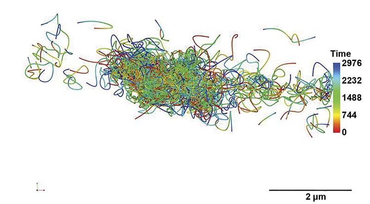 Superresolution Microscopy Technique Permits Labeling of Molecular ...