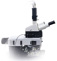 TCSPC Measurement | WITec GmbH | BreakthroughProducts | BioPhotonics